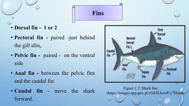 Shark introduction Morphology and its behaviour characteristics | PDF