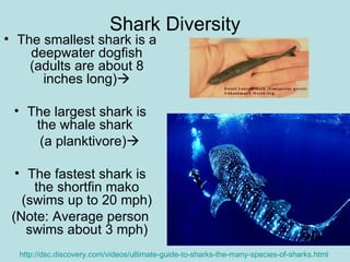 Sharks | PPT