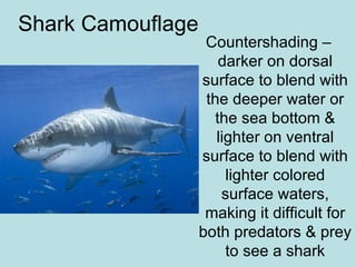 Sharks | PPT