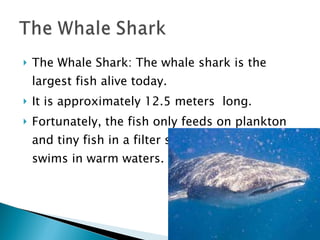 Sharks | PPT