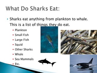 Sharks | PPT