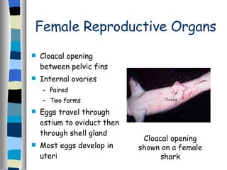 Sharks 12 | PPT | Pregnancy | Reproductive Health