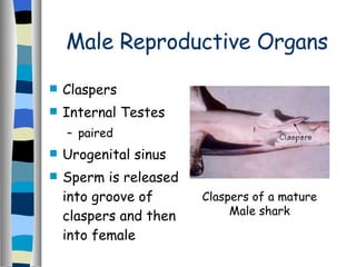 Sharks 12 | PPT
