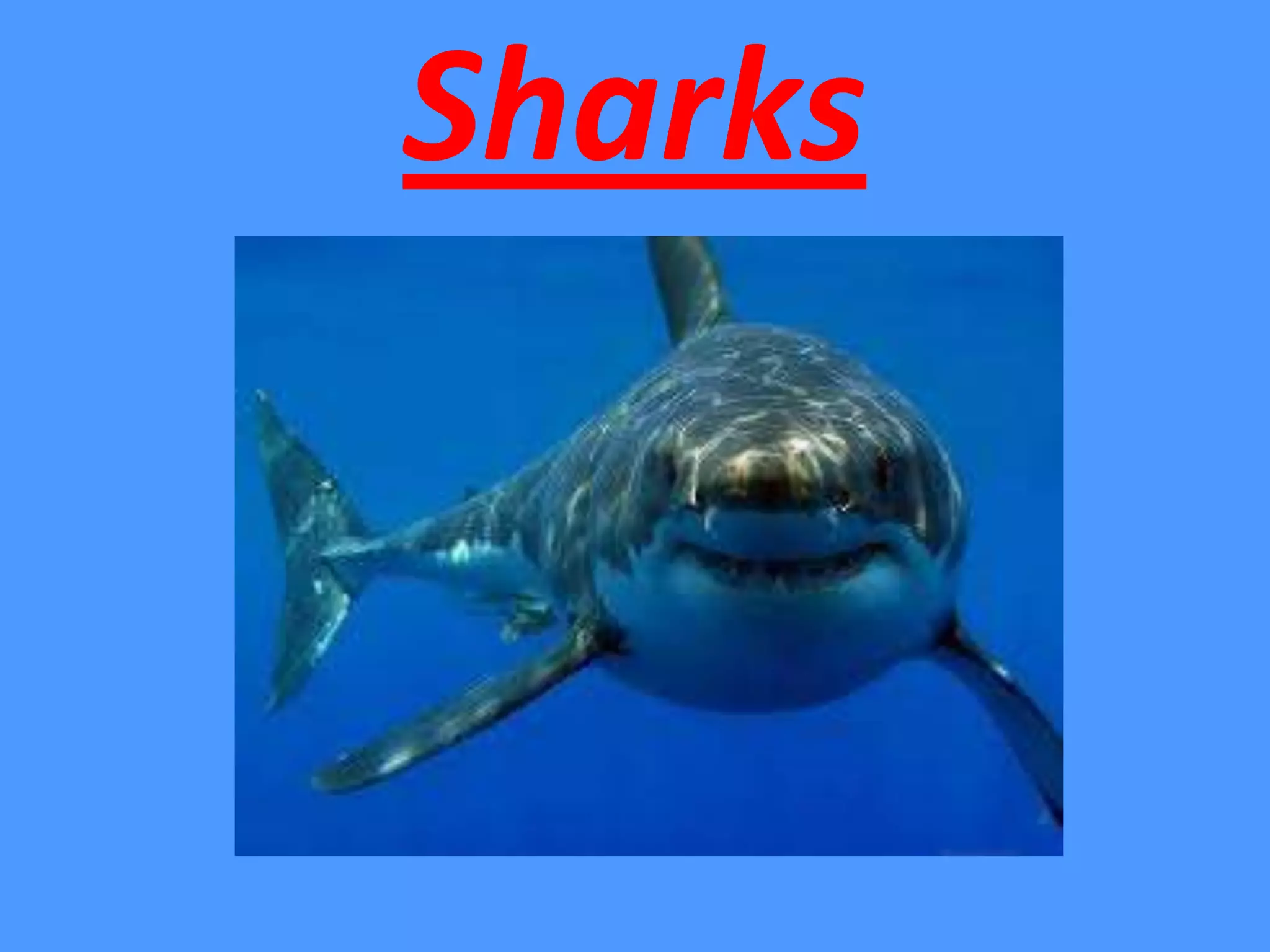 Sharks | PPT
