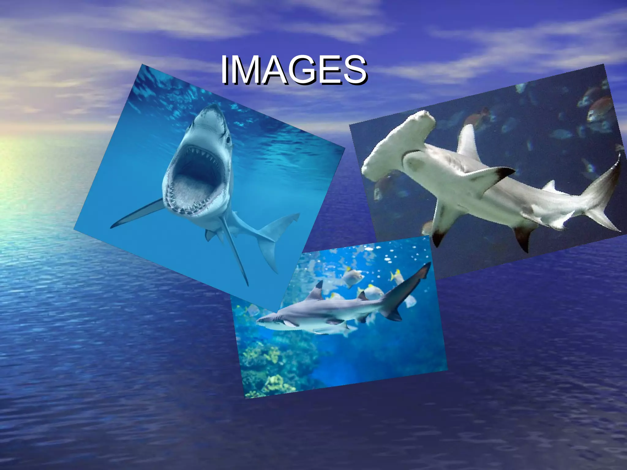 Sharks ESL primary school presentation | PPT