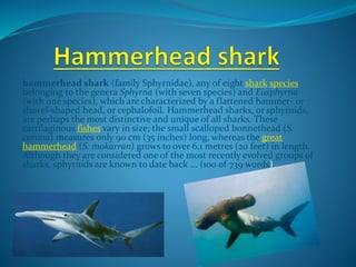 Sharks[1]2,3,4,5,6,7,8,910123456+236 | PPT