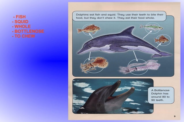 Sharks and dolphins 1 | PPT