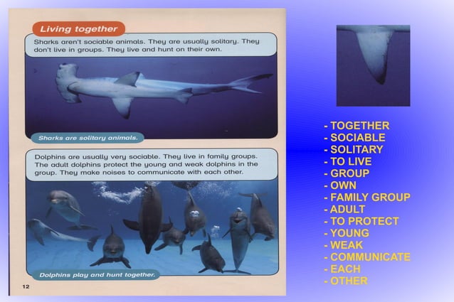 Sharks and dolphins 1 | PPT
