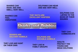 Sharks and dolphins 1 | ODP