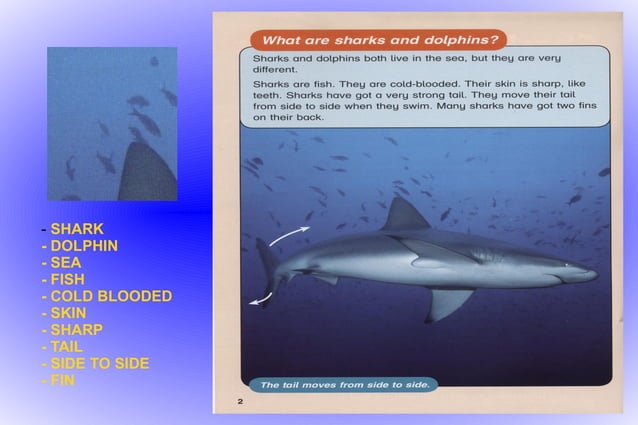 Sharks and dolphins 1 | PPT