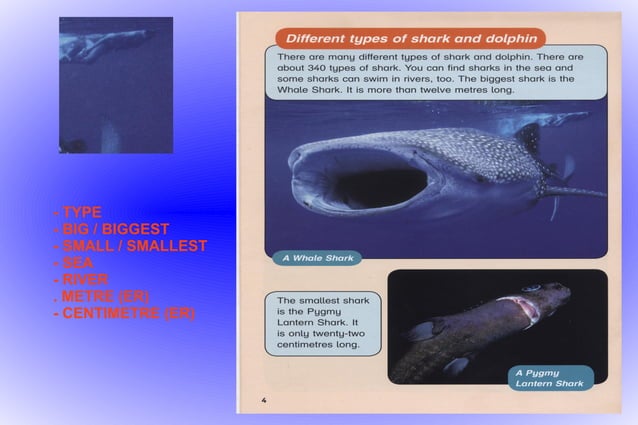 Sharks and dolphins 1 | PPT