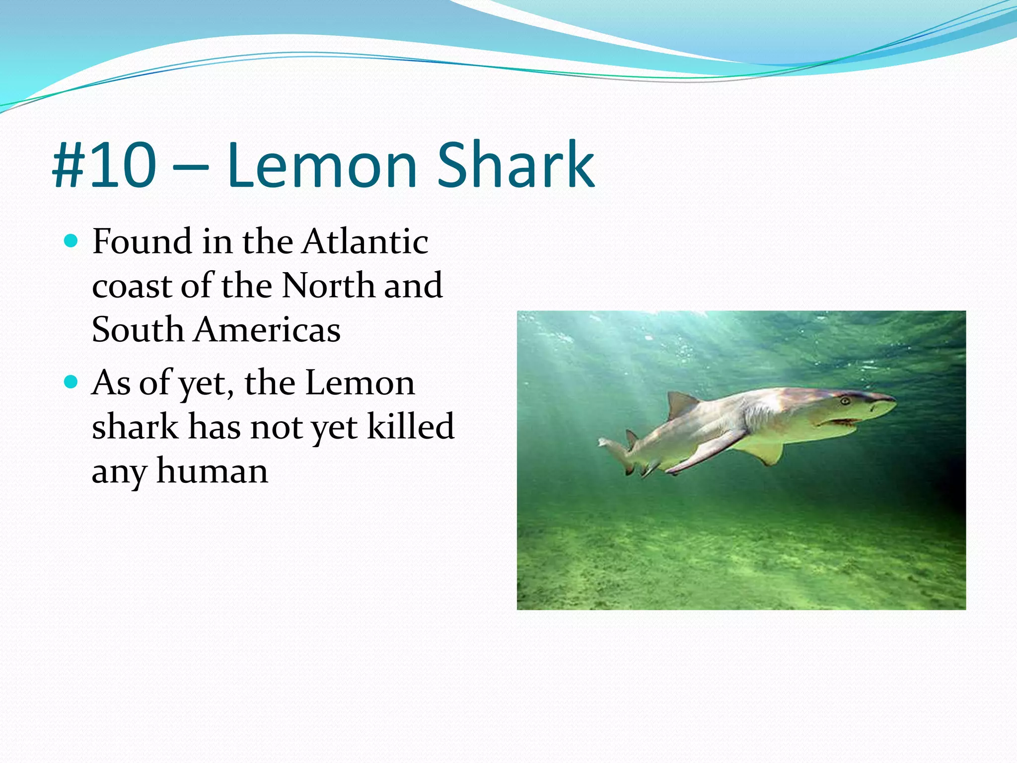 Sharks Power Point | PPTX