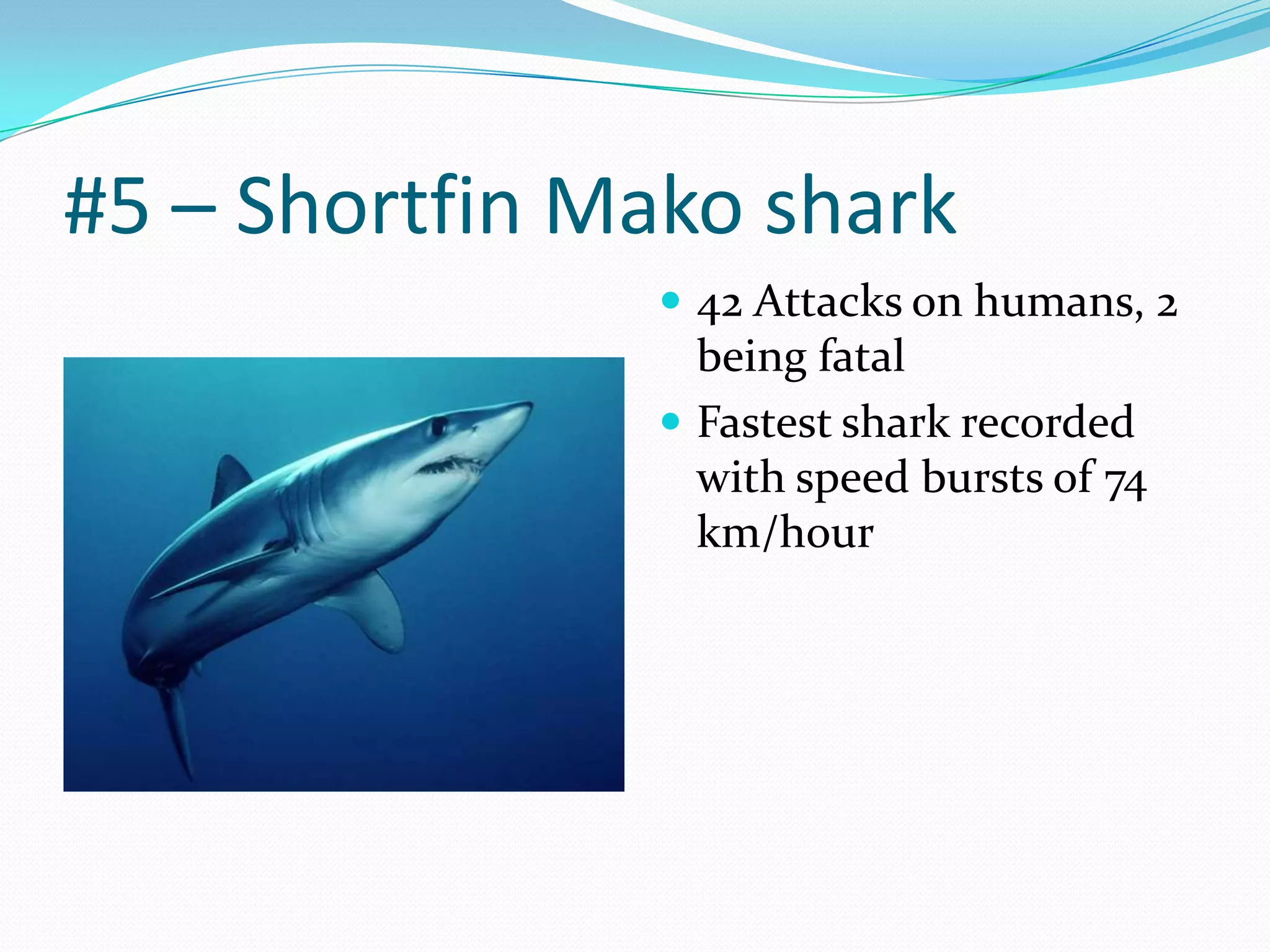 Sharks Power Point | PPTX | Fish and Aquariums | Pets