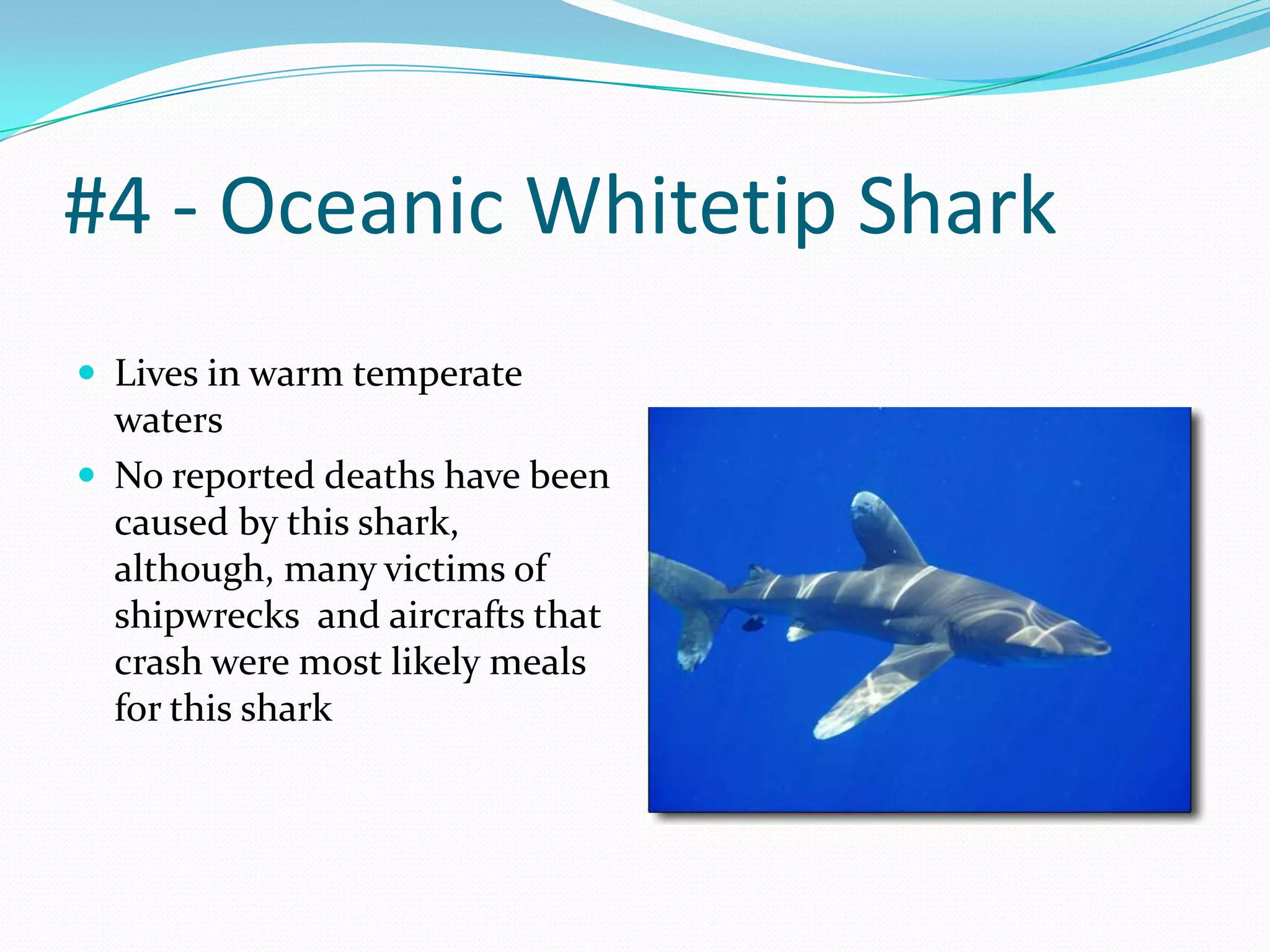 Sharks Power Point | PPTX | Fish and Aquariums | Pets