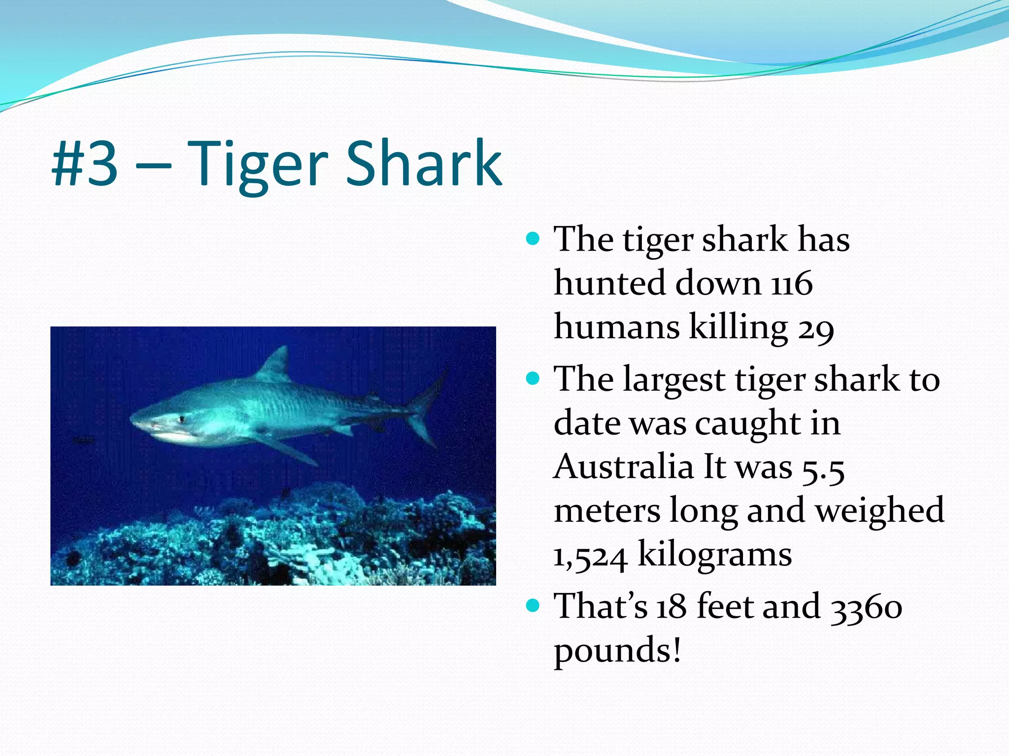 Sharks Power Point | PPTX | Fish and Aquariums | Pets