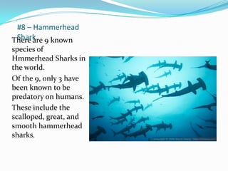 Sharks Power Point | PPTX | Fish and Aquariums | Pets