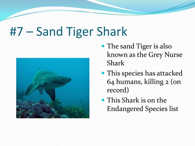 Sharks Power Point | PPTX | Fish and Aquariums | Pets