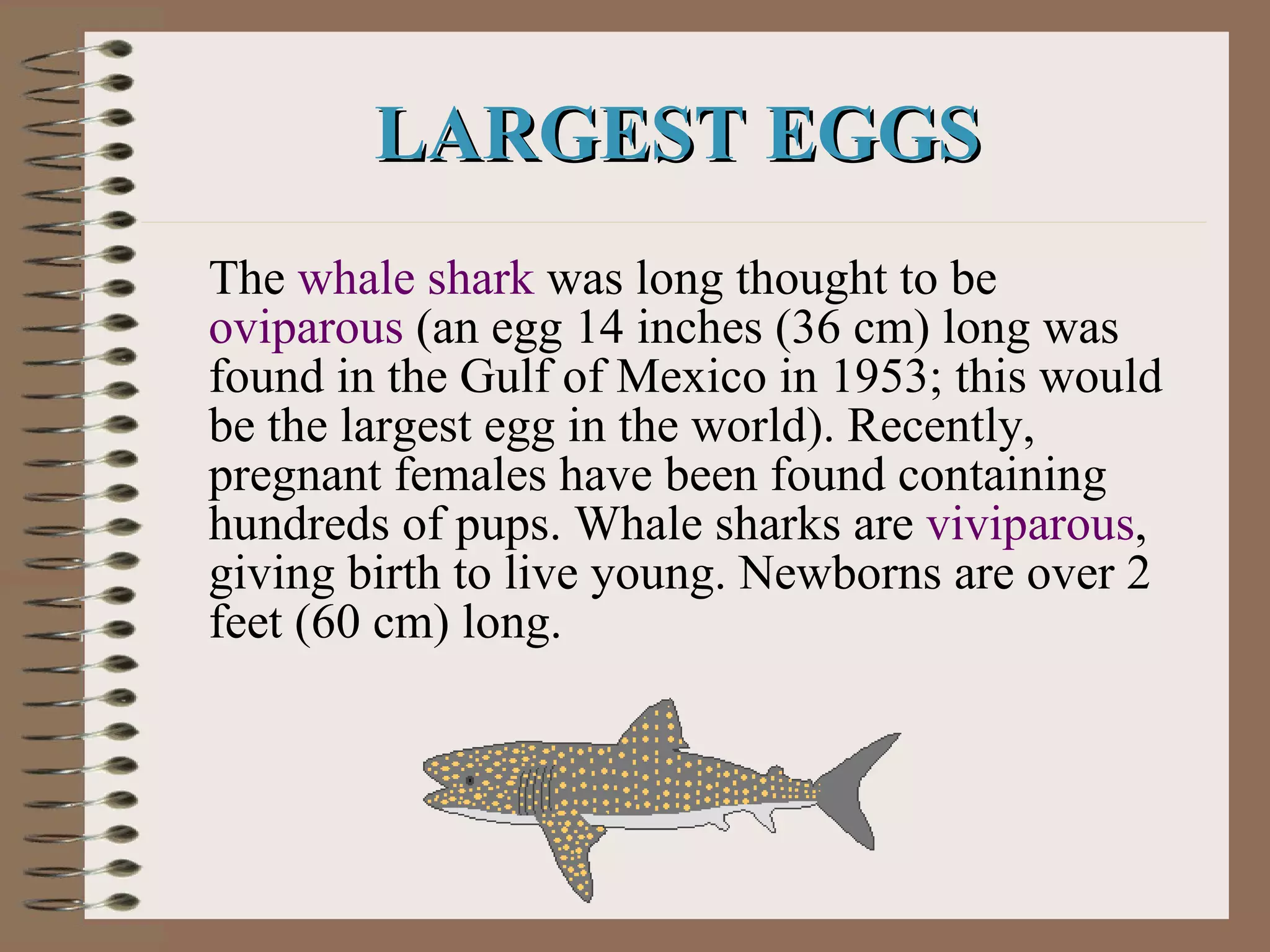 Sharks power point | PPT