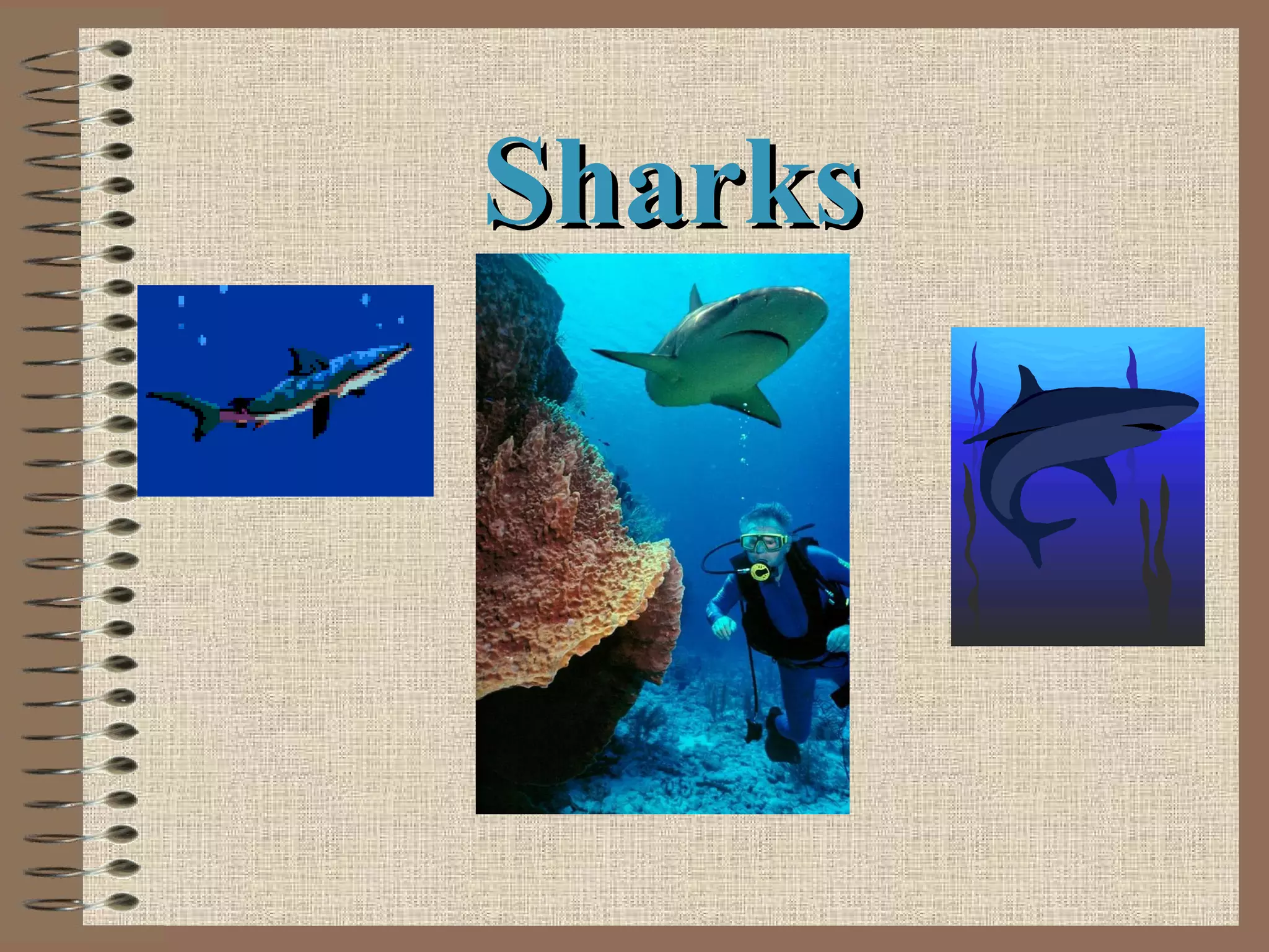 Sharks power point | PPT