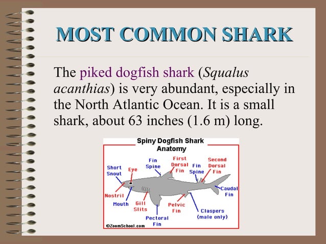Sharks power point | PPT