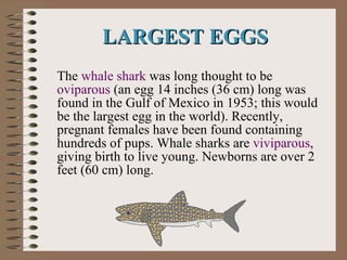 Sharks power point | PPT