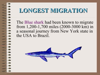 Sharks power point | PPT