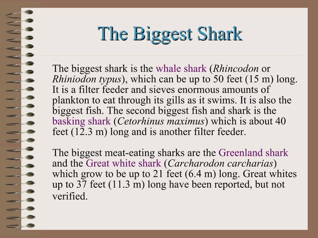 Sharks power point | PPT