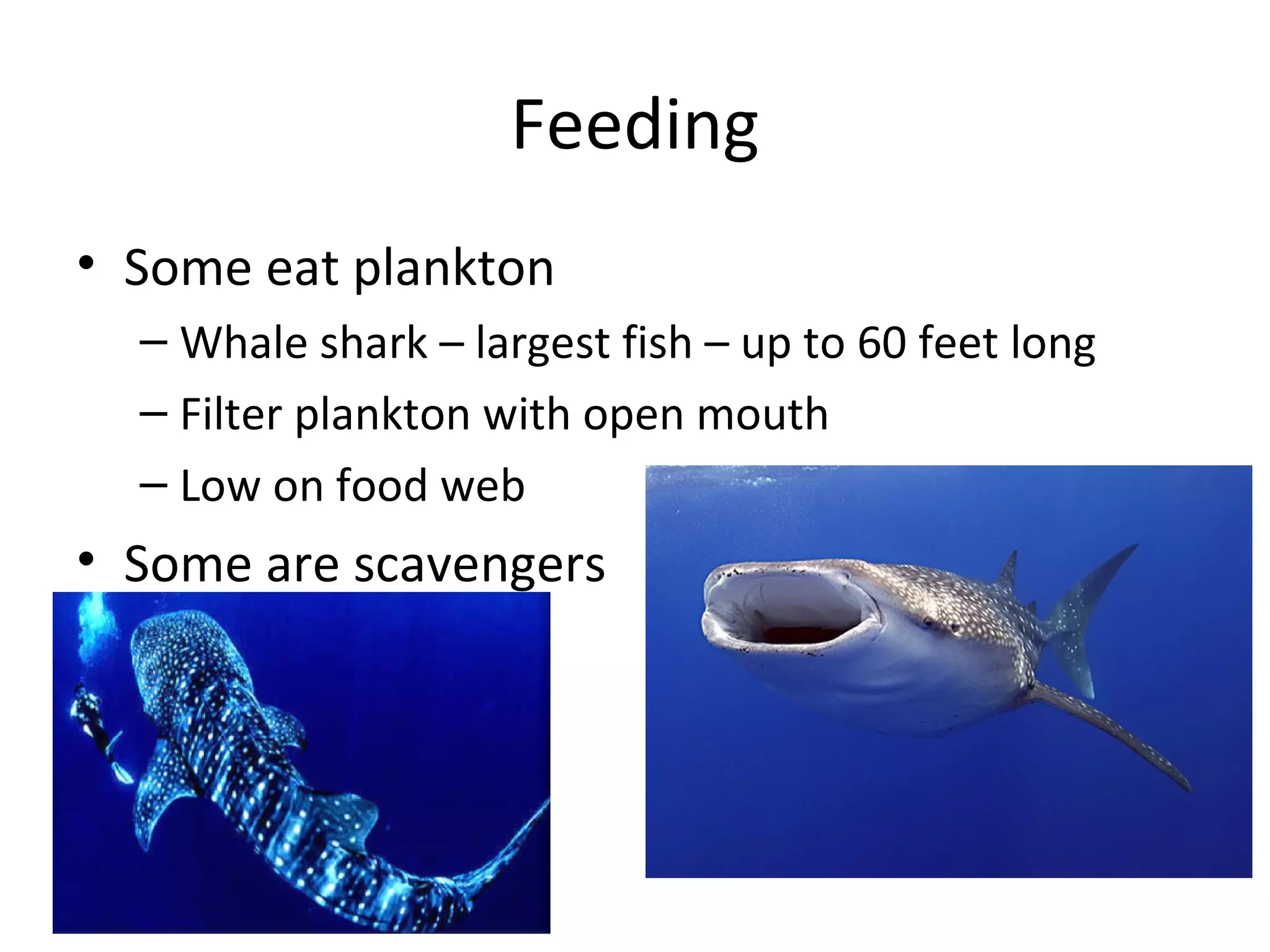 Sharks powerpoint | PPT