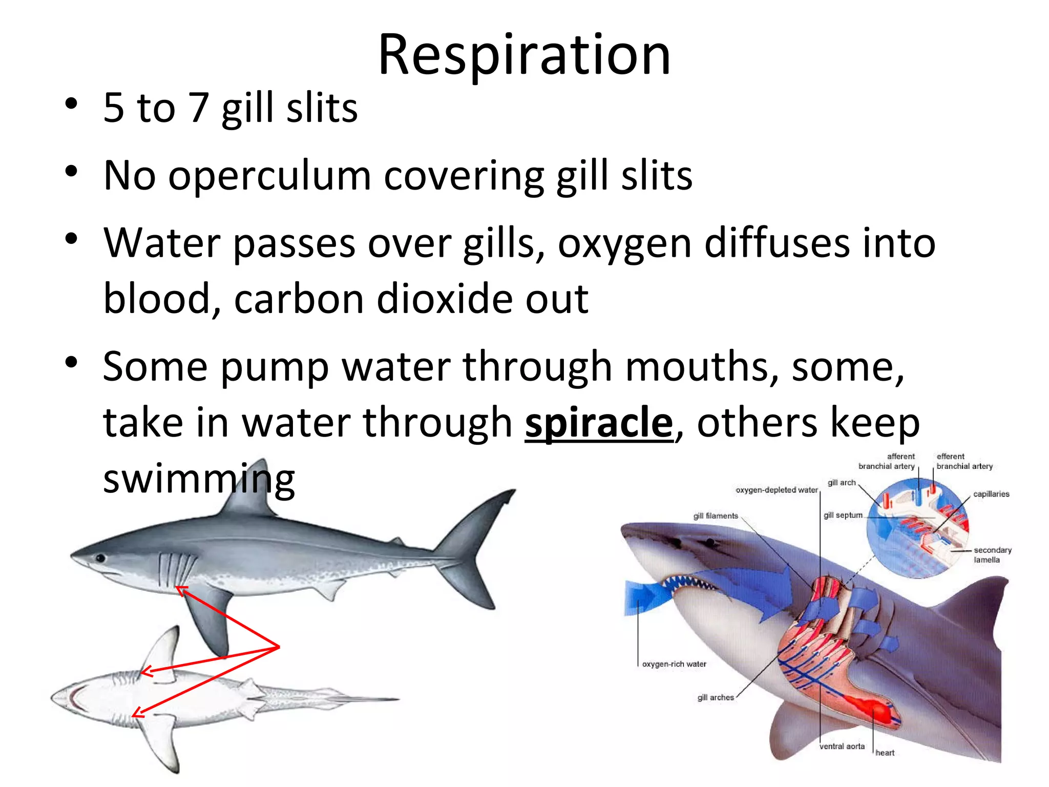 Sharks powerpoint | PPT