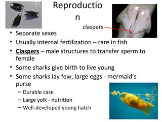 Sharks powerpoint | PPT