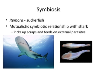 Sharks powerpoint | PPT