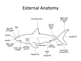Shark Digestive System Dissection