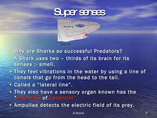 Shark’s power point final | PPT