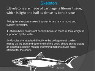 Sharks ppt | PPTX