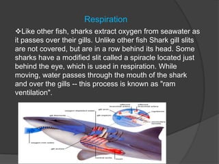 Sharks ppt | PPTX | Fish and Aquariums | Pets