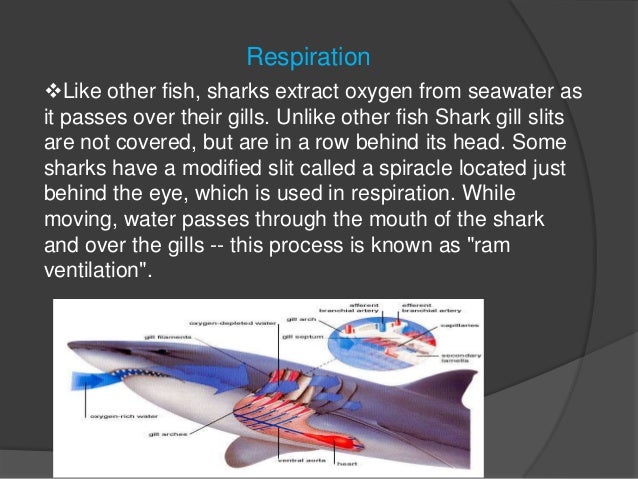 Sharks ppt