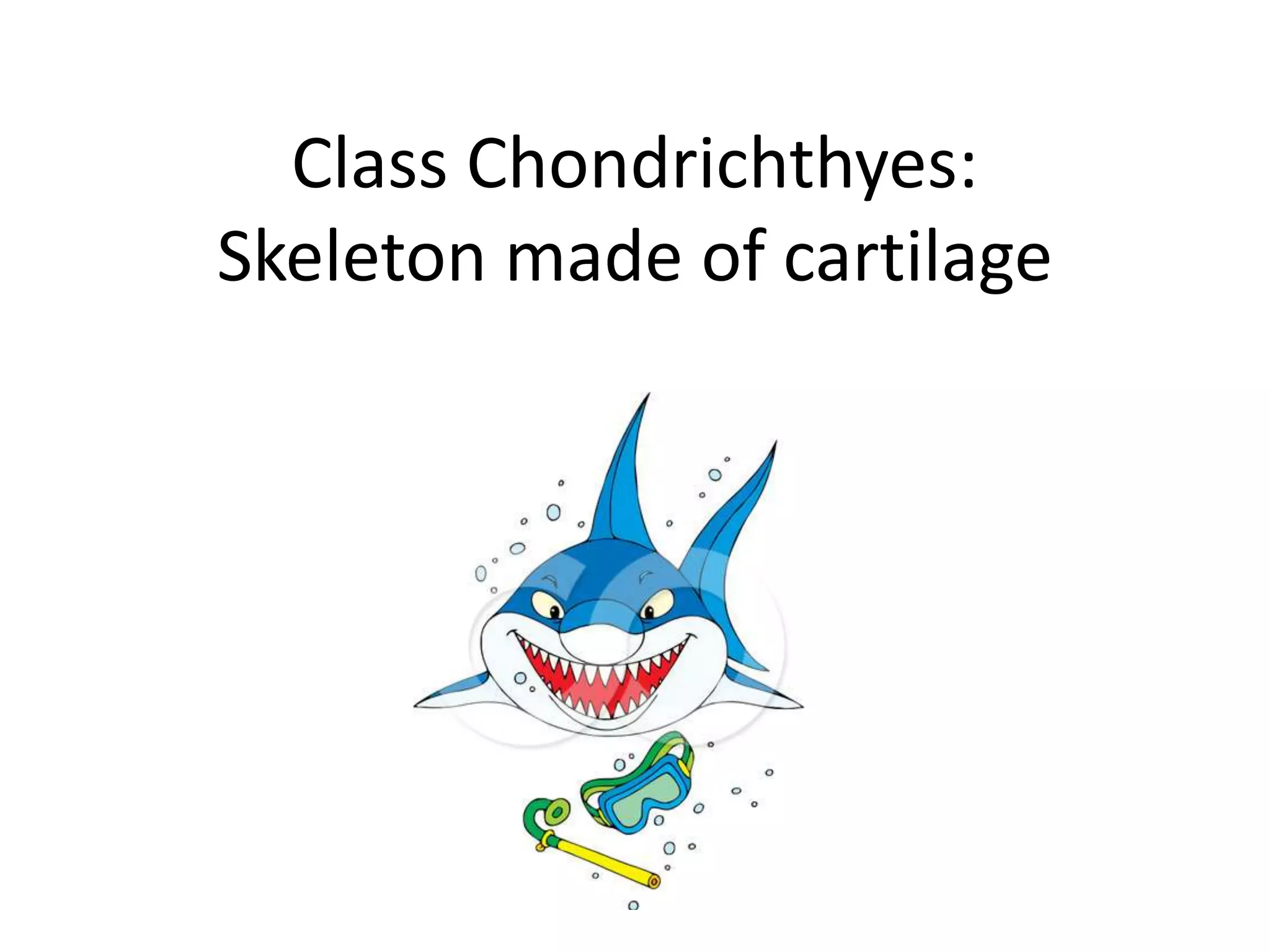 Sharks skates and rays | PPT