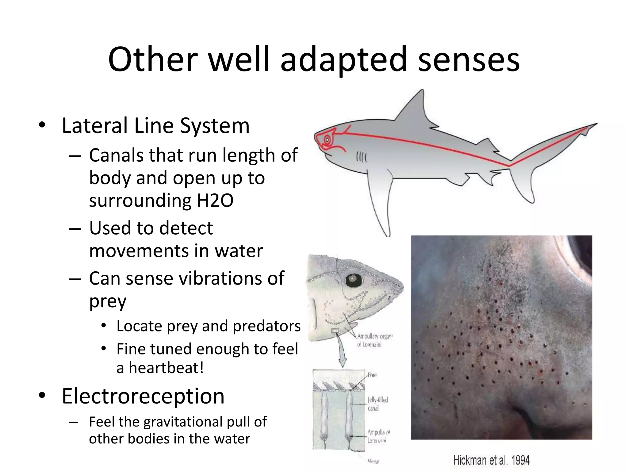 Sharks skates and rays | PPT