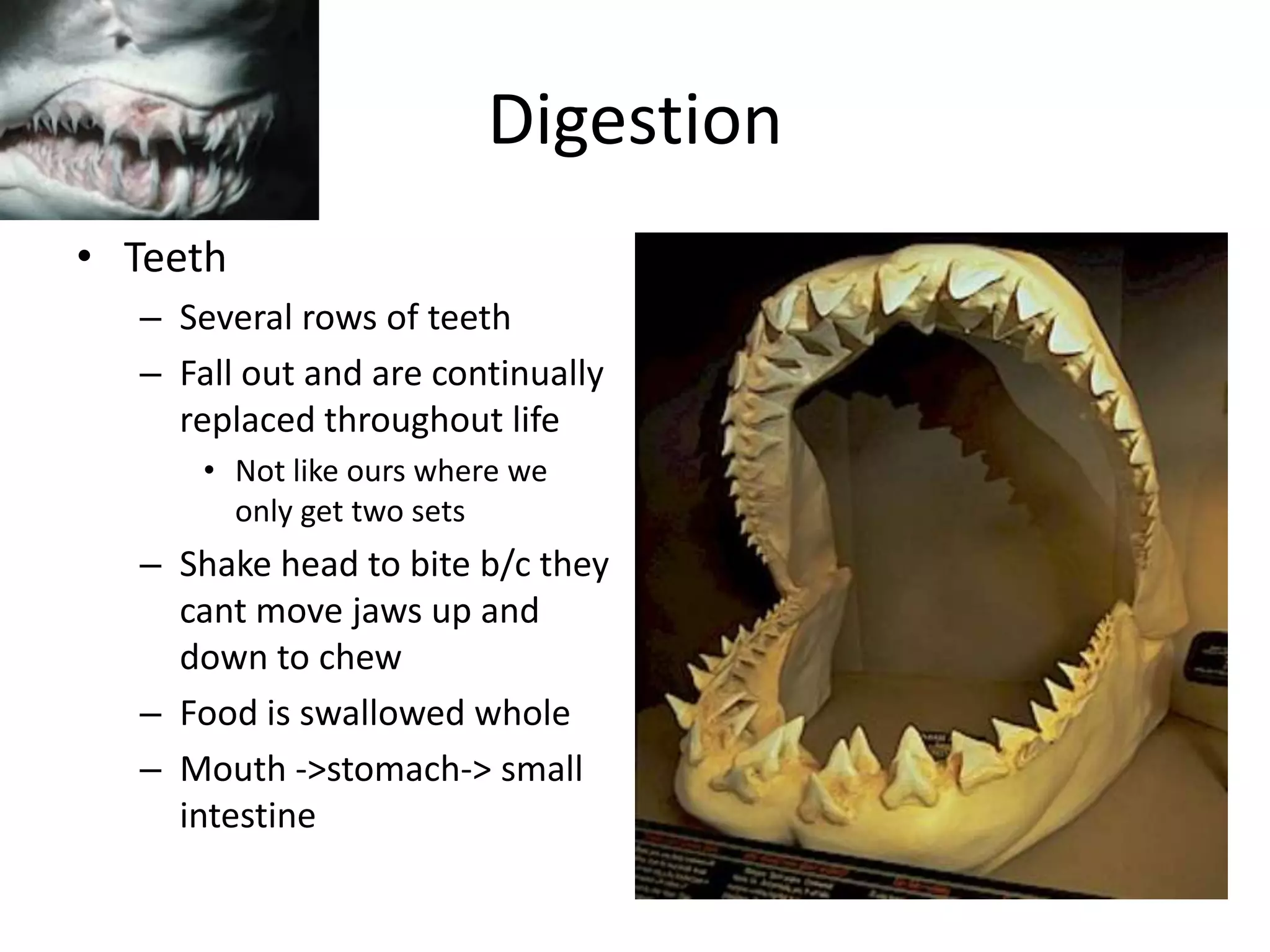 Sharks skates and rays | PPT