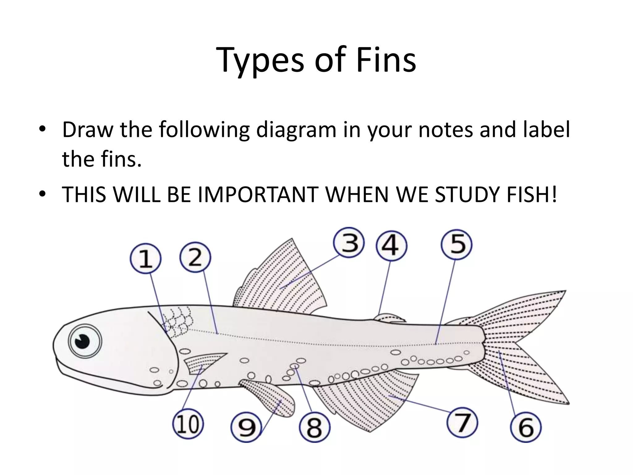 Sharks skates and rays | PPT