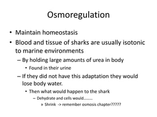 Sharks skates and rays | PPT