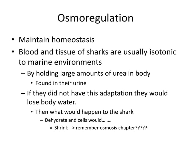 Sharks skates and rays | PPT