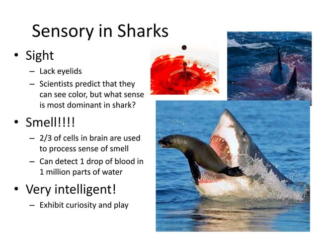 Sharks skates and rays | PPT
