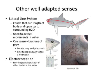 Sharks skates and rays | PPT