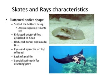 Sharks skates and rays | PPT