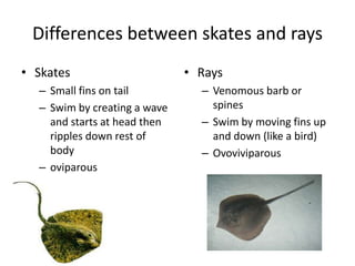 Sharks skates and rays | PPT