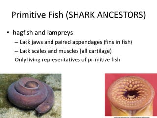 Sharks skates and rays | PPT