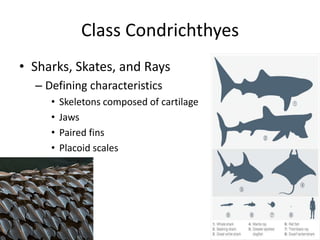 Sharks skates and rays | PPT