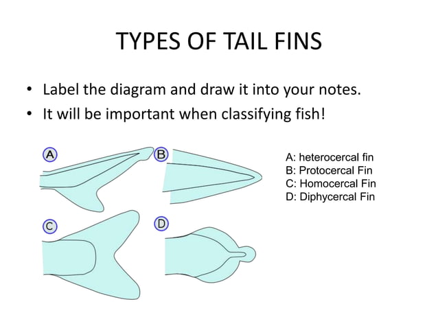 Sharks skates and rays | PPT