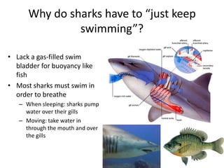 Sharks skates and rays | PPTX